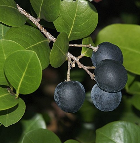 Native Plants – Go Native Landscaping and Design