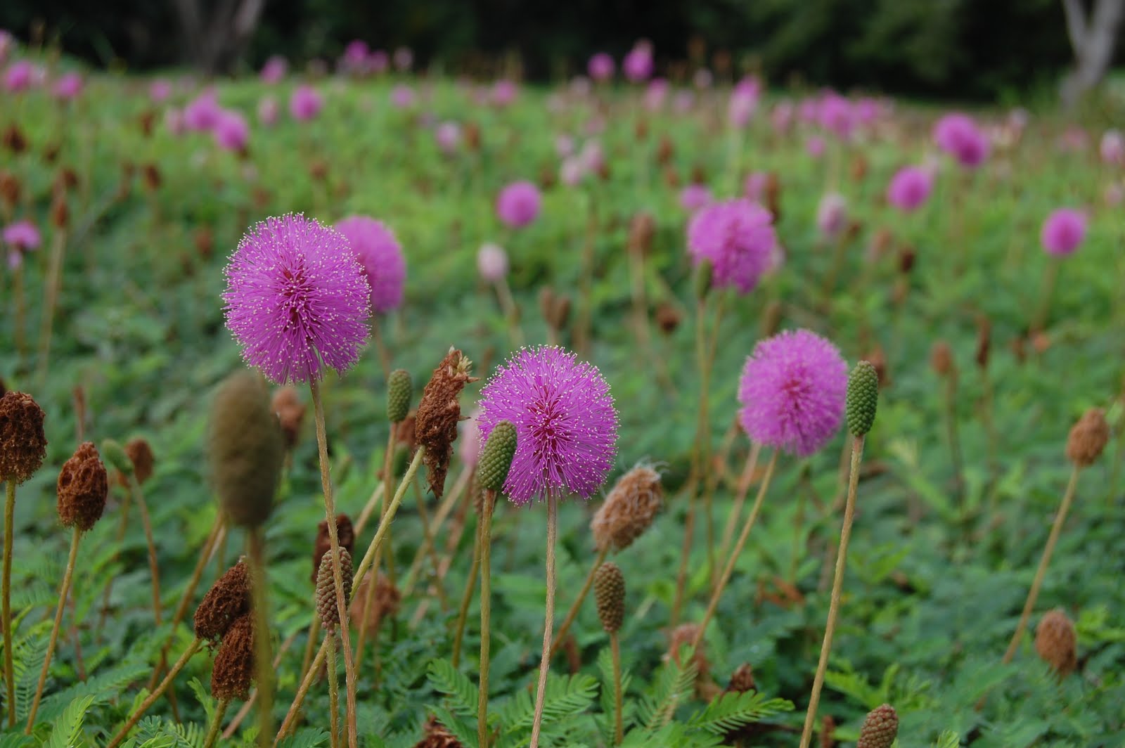 Native Plants – Go Native Landscaping and Design