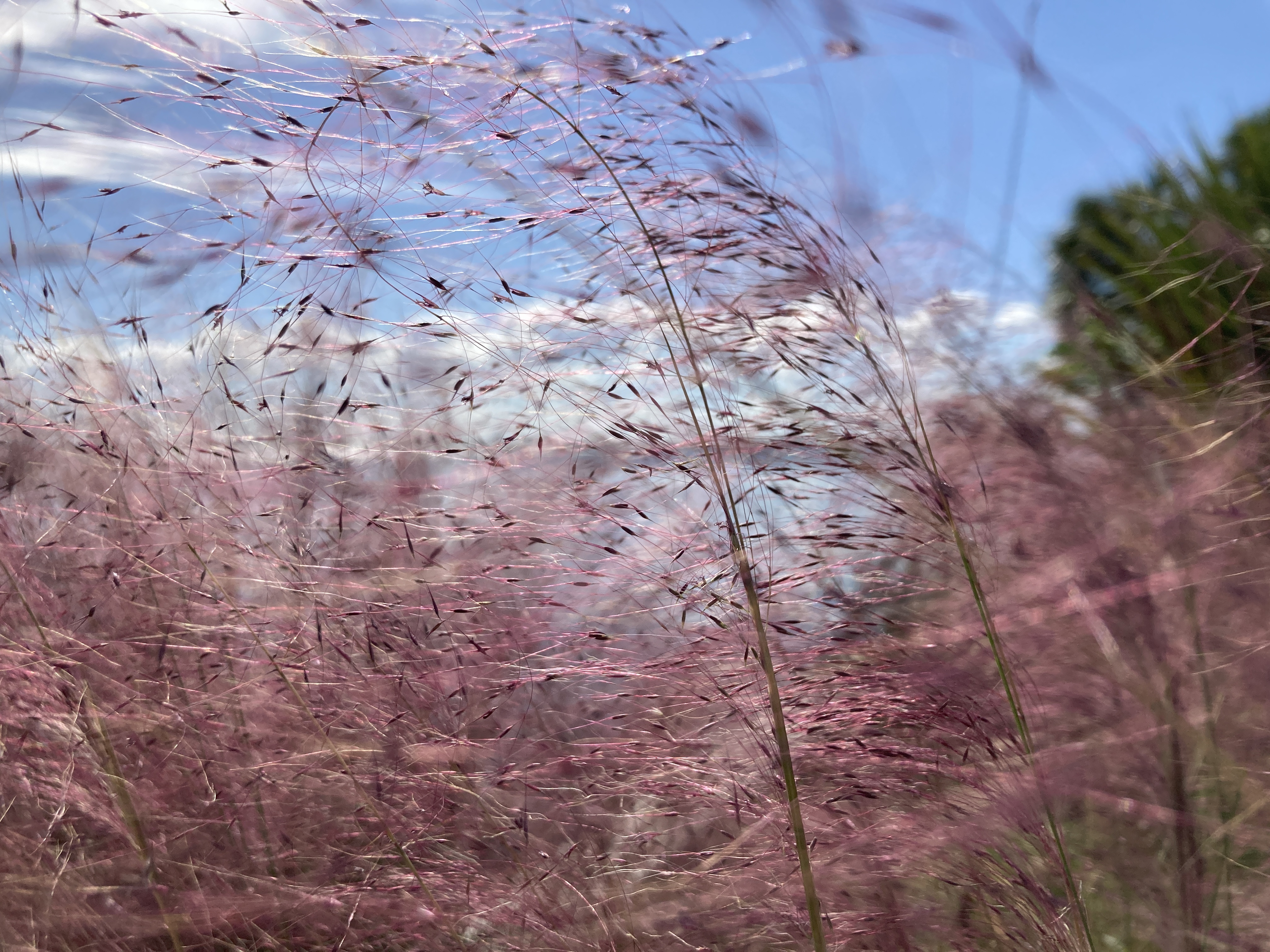 Native Grasses – Go Native Landscaping and Design