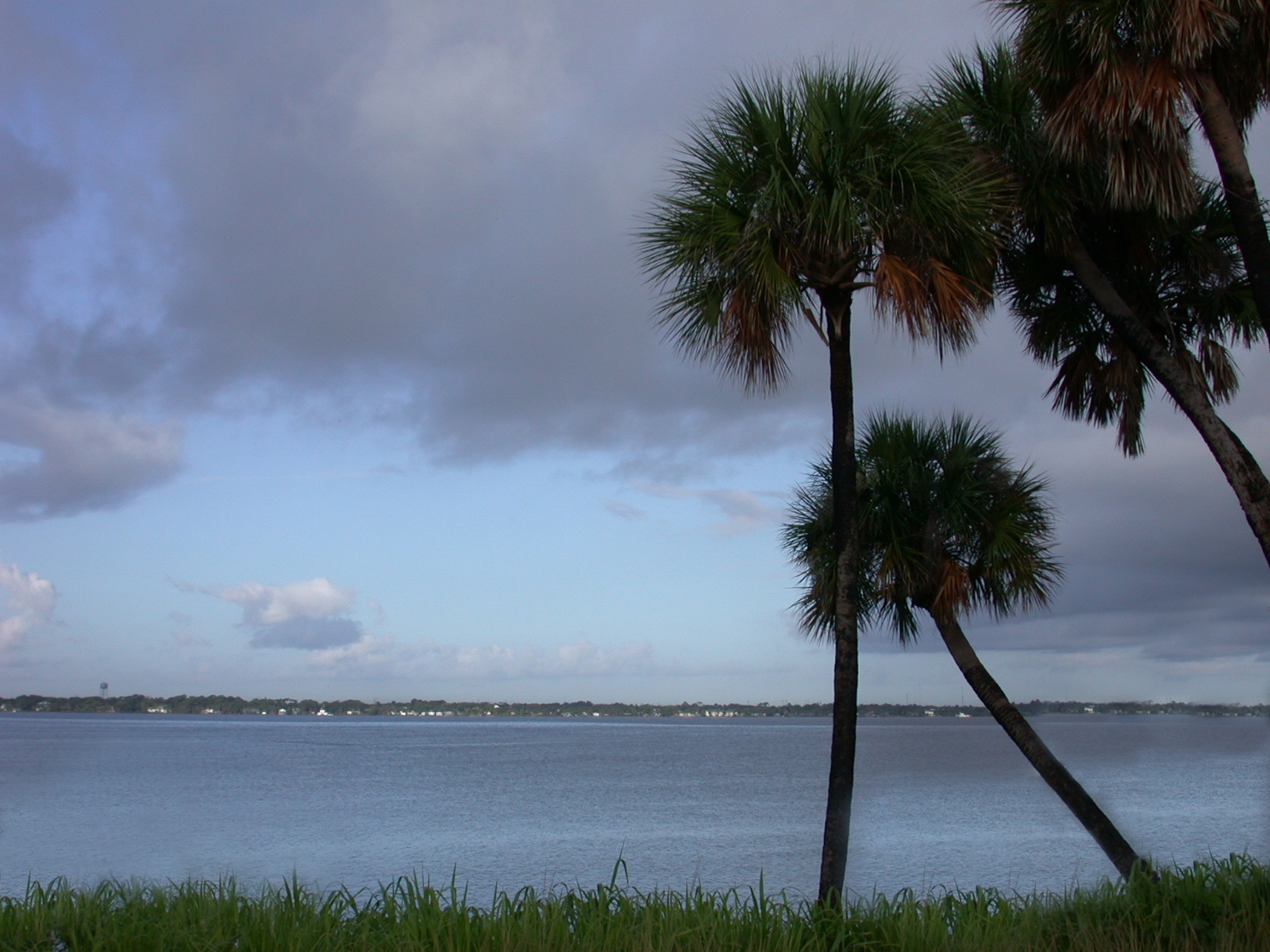 Palms – Go Native Landscaping and Design