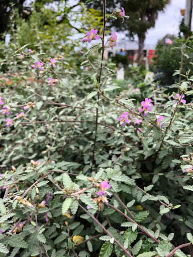 Shrubs and Bushes – Go Native Landscaping and Design